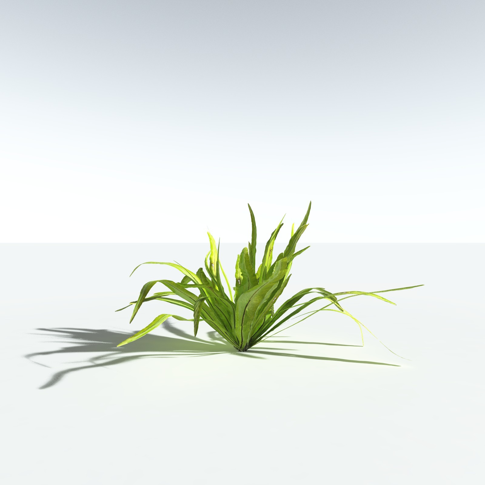 EVERYPlant Bird's Nest Fern for Vue