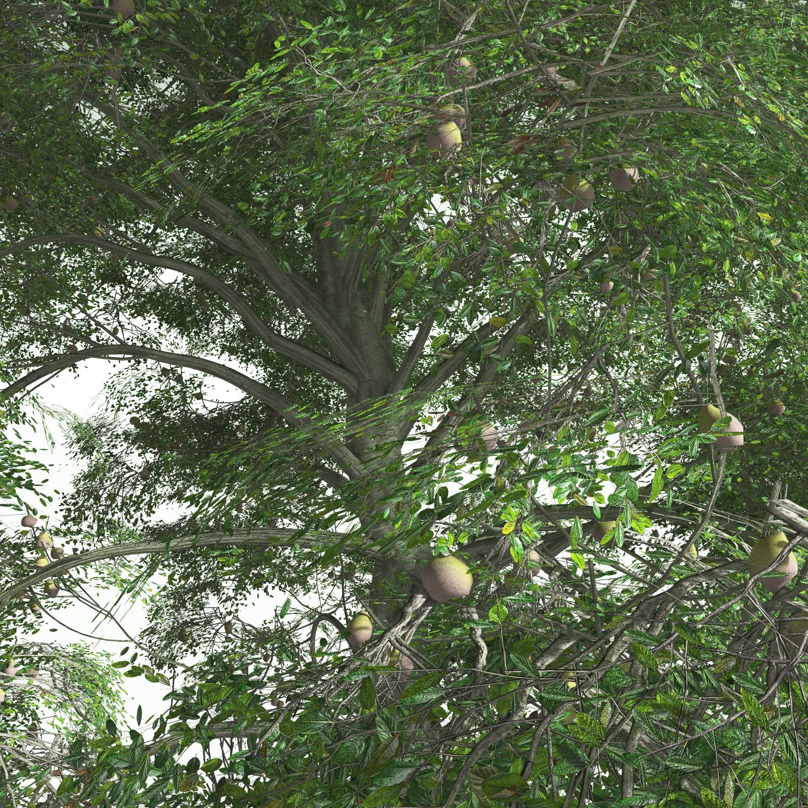 EVERYPlant Idiot Fruit Tree for Poser