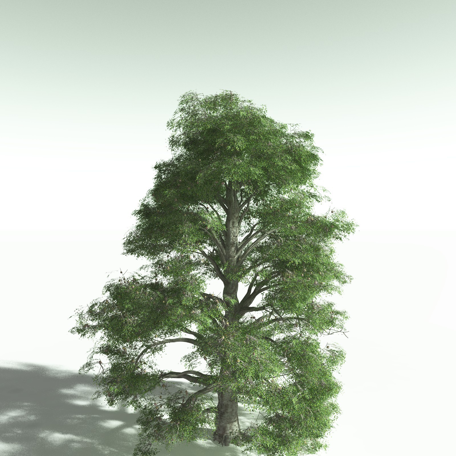 EVERYPlant Idiot Fruit Tree for Poser