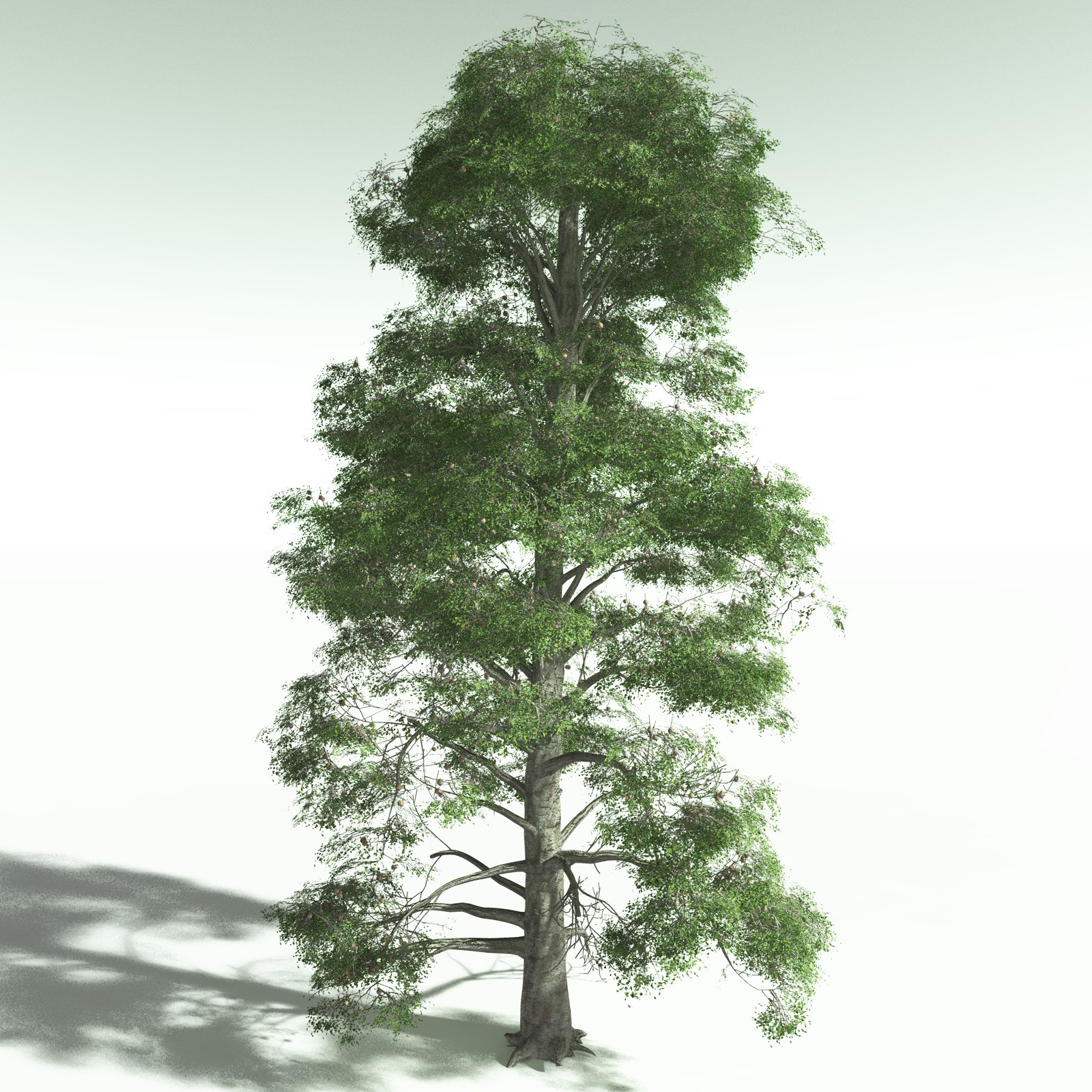 EVERYPlant Idiot Fruit Tree for Poser
