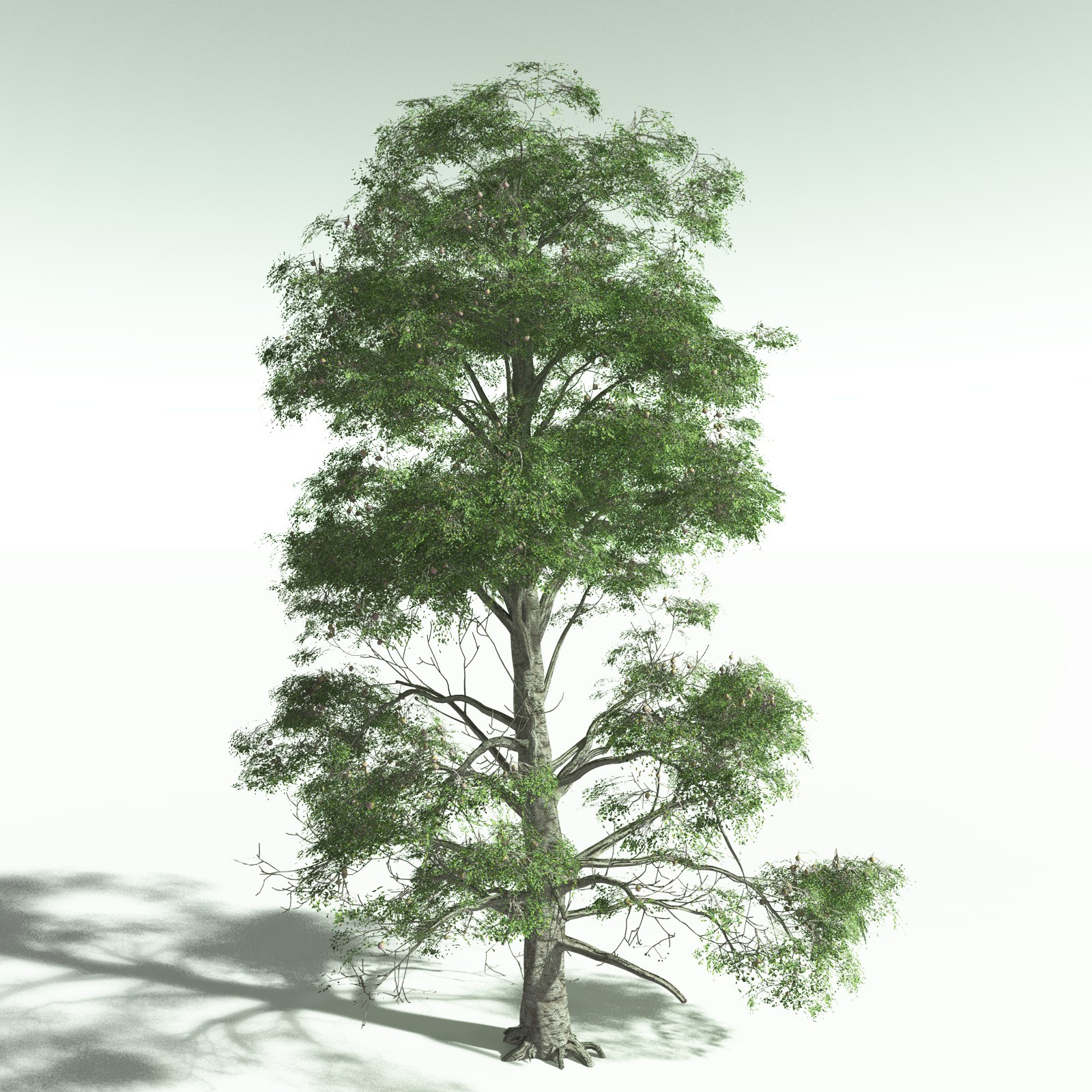 EVERYPlant Idiot Fruit Tree for Poser