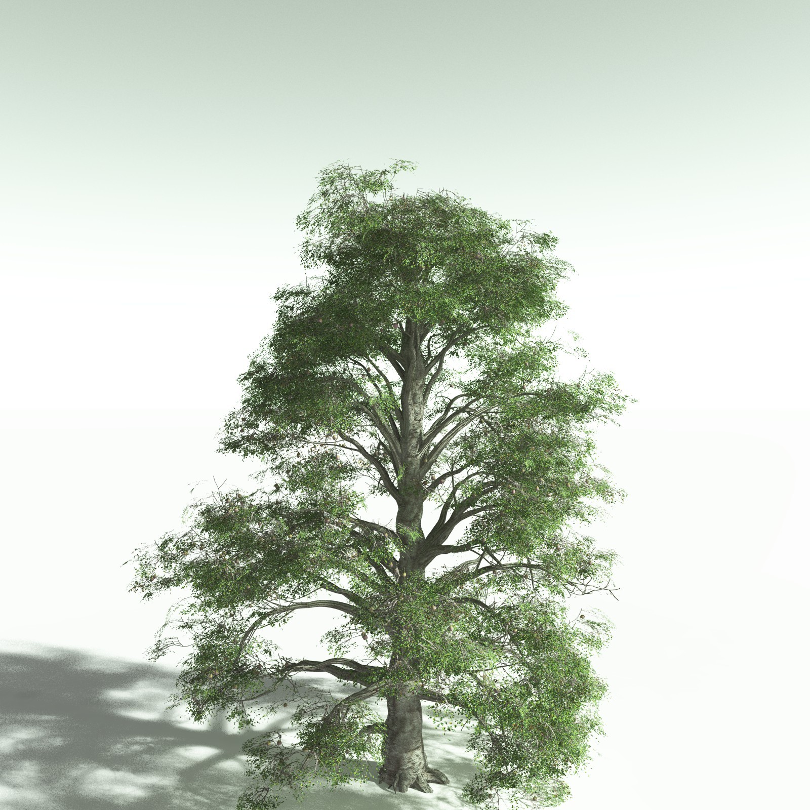 EVERYPlant Idiot Fruit Tree for Poser