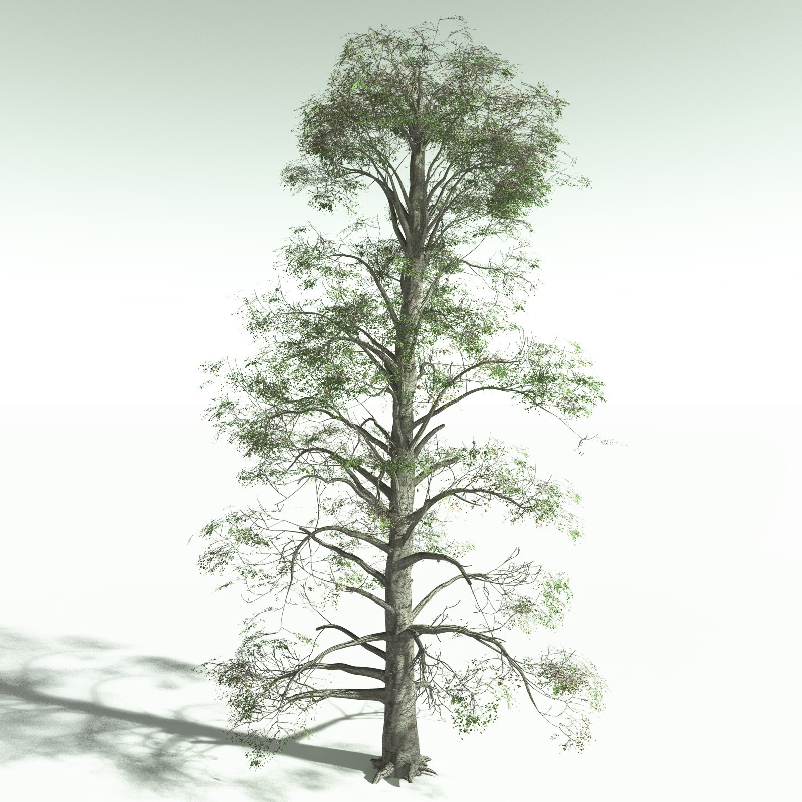 EVERYPlant Idiot Fruit Tree for Poser