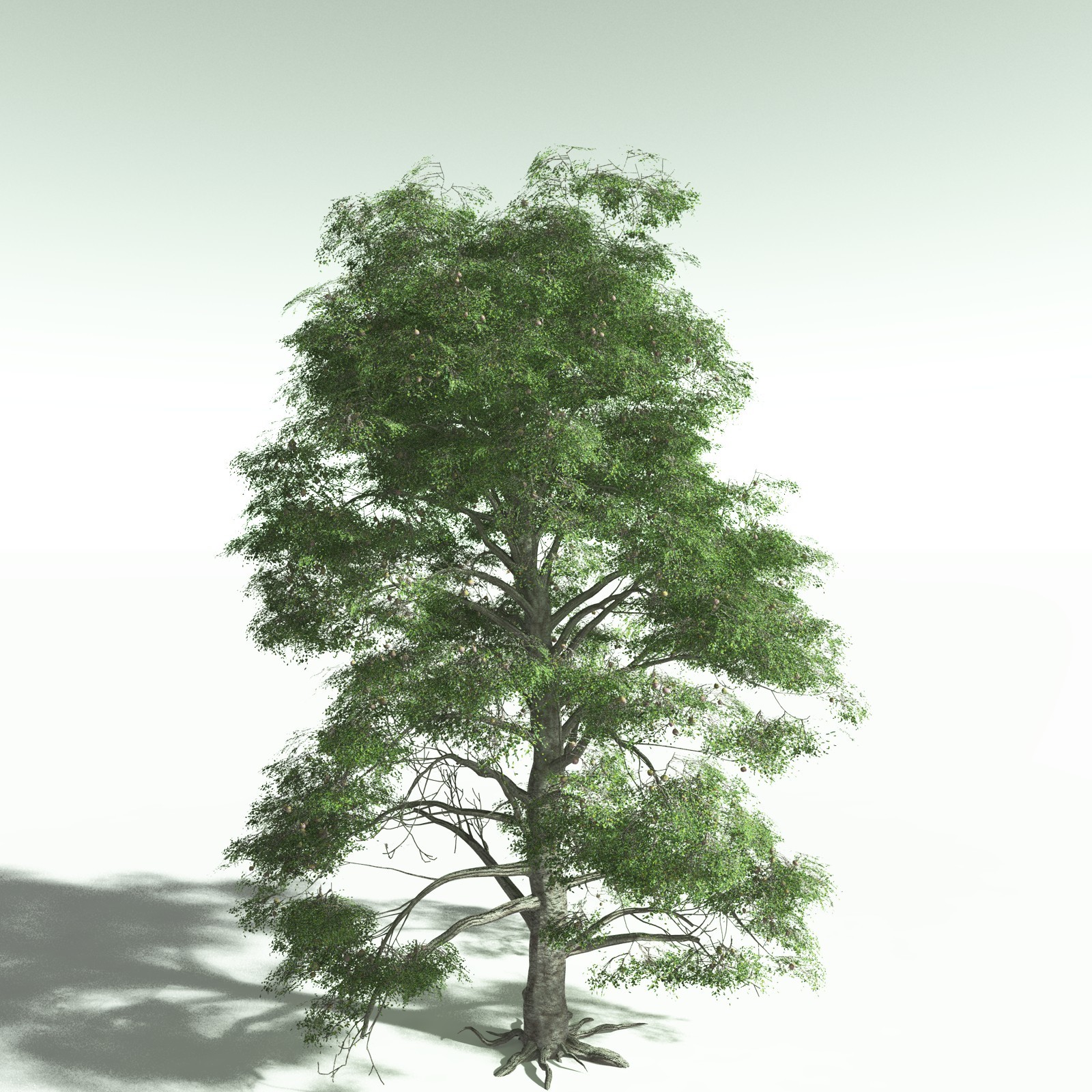 EVERYPlant Idiot Fruit Tree for Poser