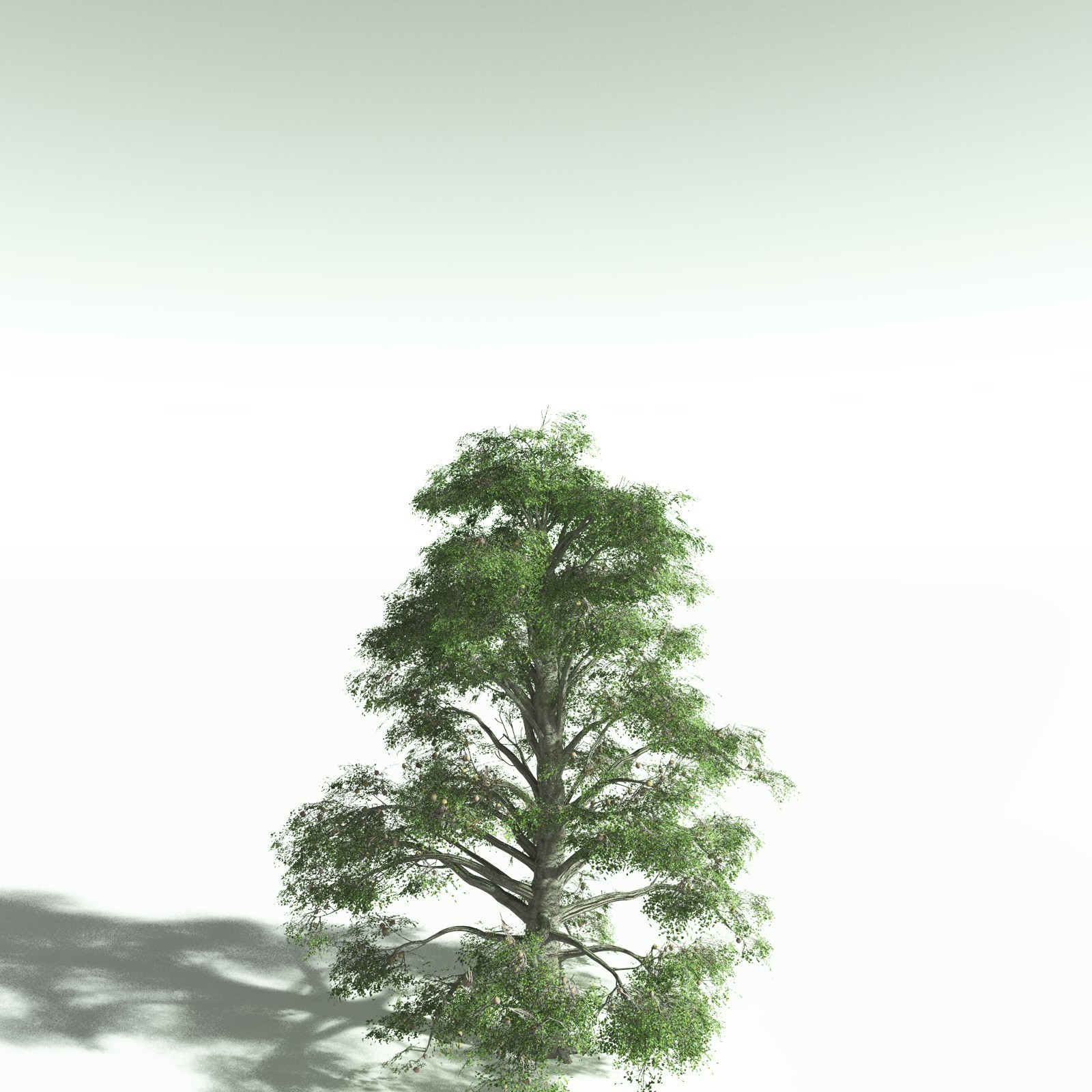 EVERYPlant Idiot Fruit Tree for Poser