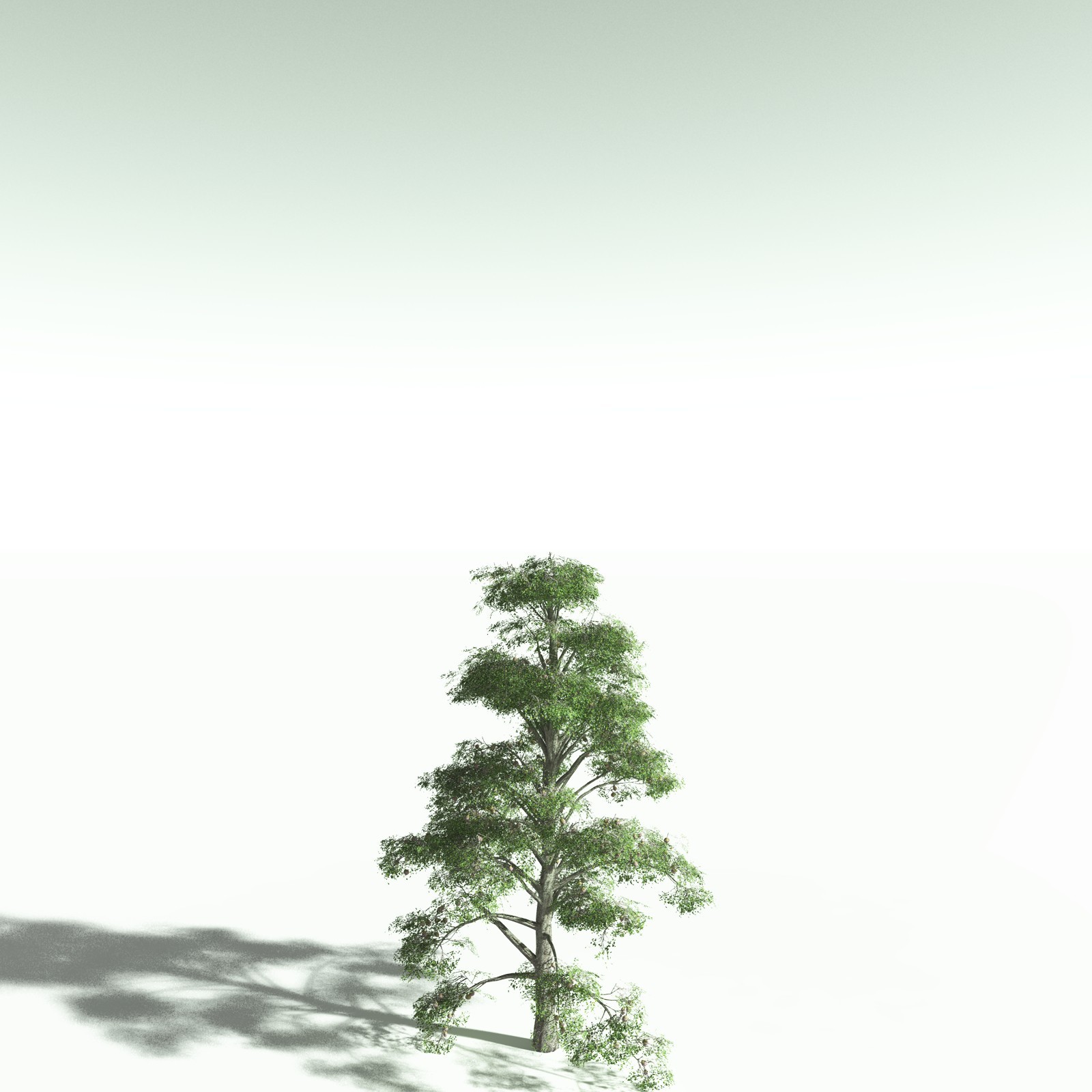 EVERYPlant Idiot Fruit Tree for Poser