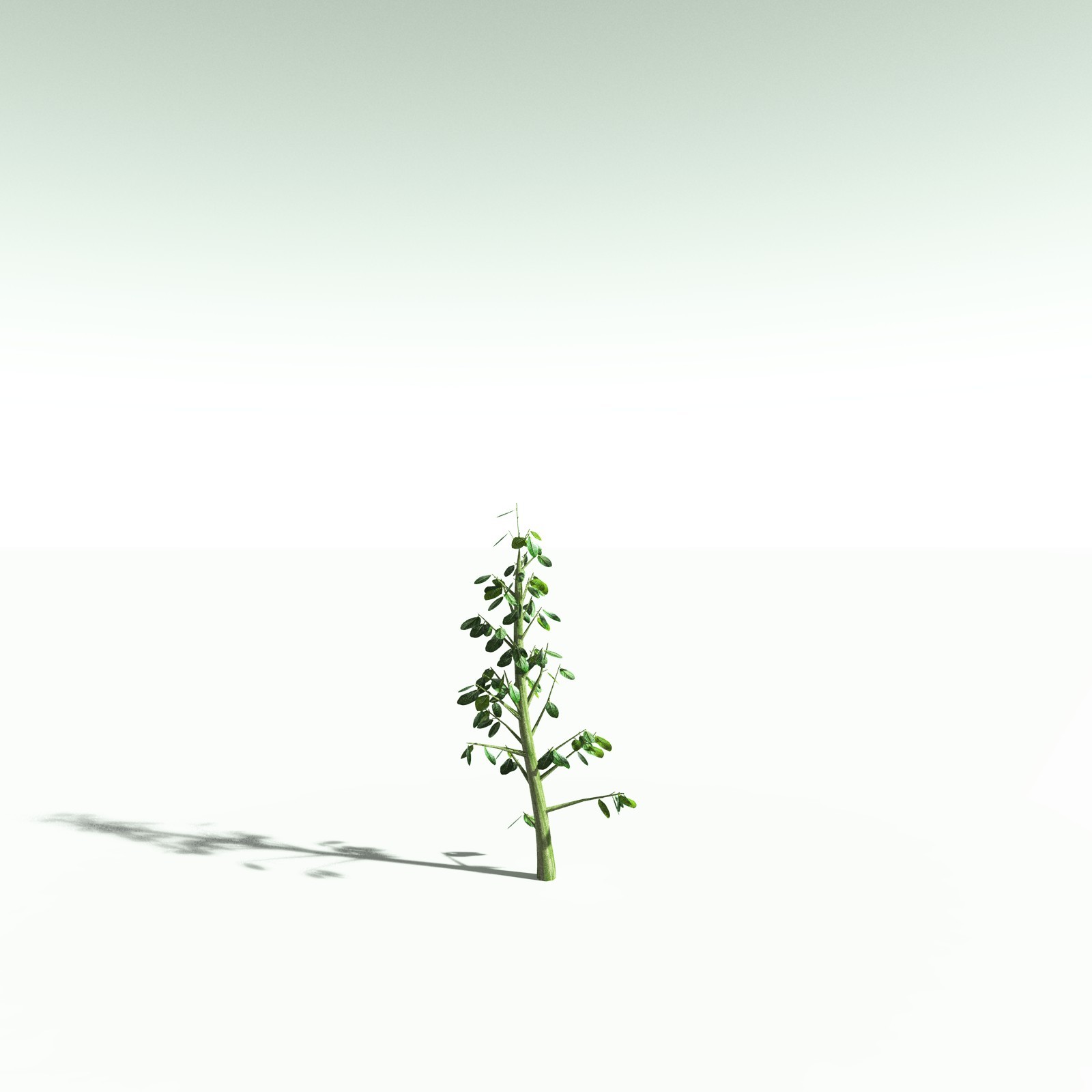 EVERYPlant Idiot Fruit Tree for Poser