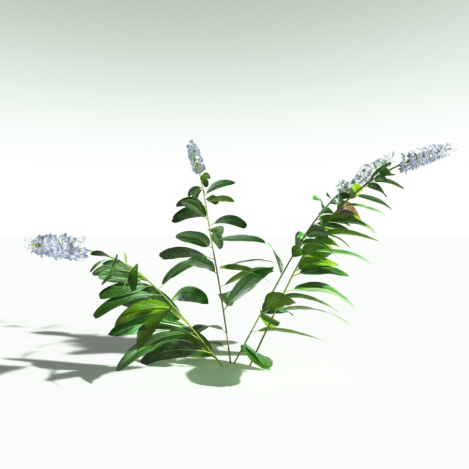 EVERYPlant Native Ginger for Poser