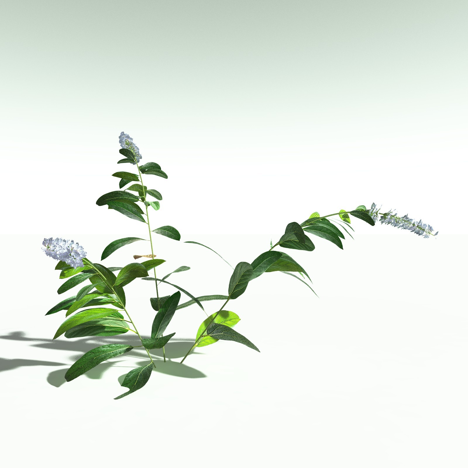 EVERYPlant Native Ginger for Poser