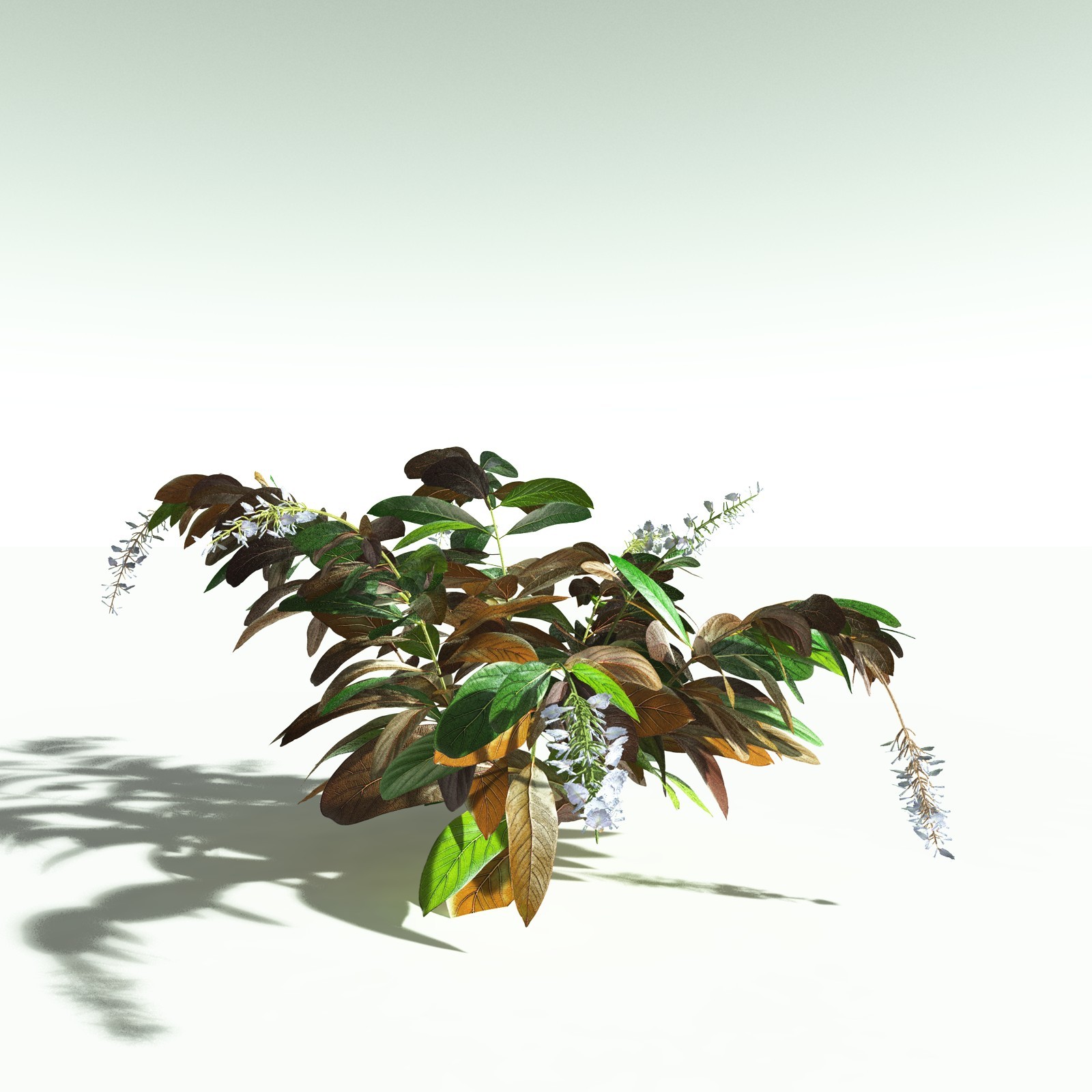 EVERYPlant Native Ginger for Poser