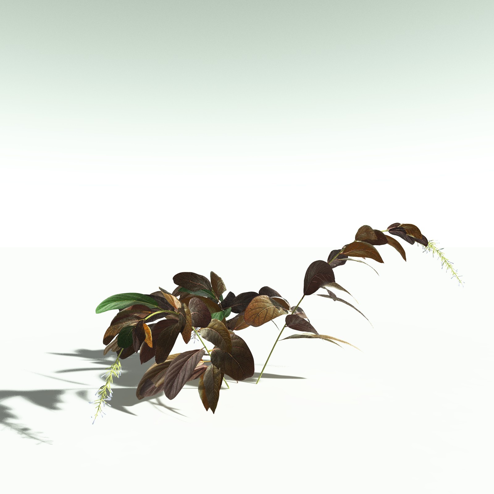 EVERYPlant Native Ginger for Poser