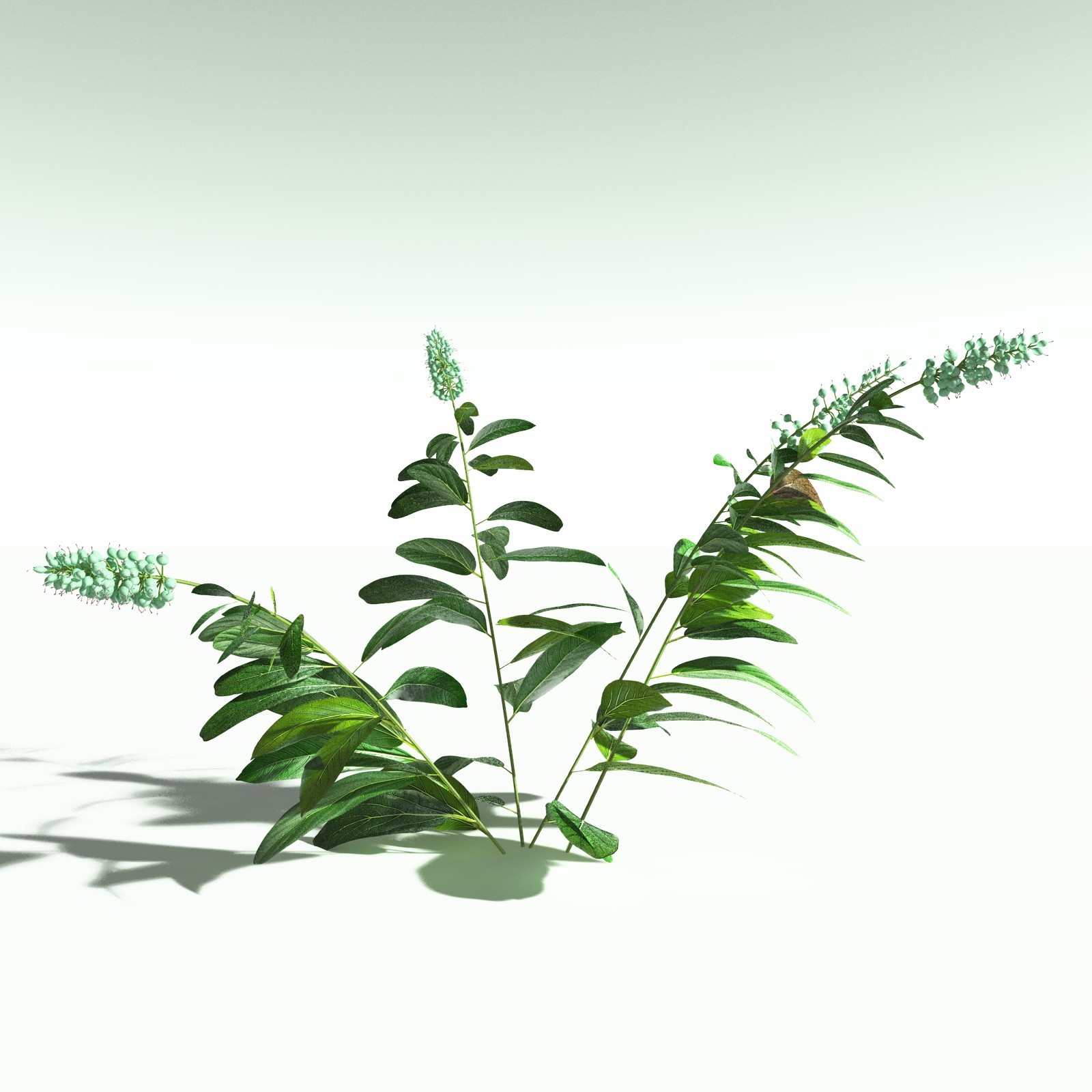 EVERYPlant Native Ginger for Poser