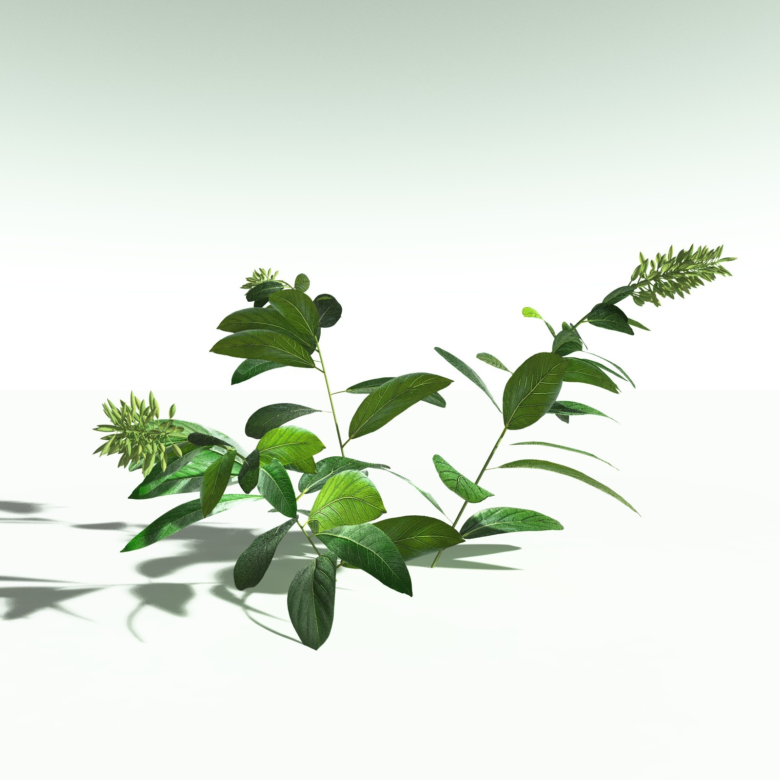 EVERYPlant Native Ginger for Poser