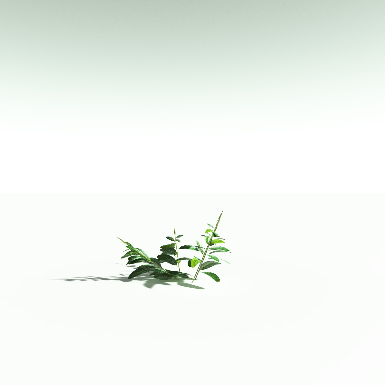 EVERYPlant Native Ginger for Poser