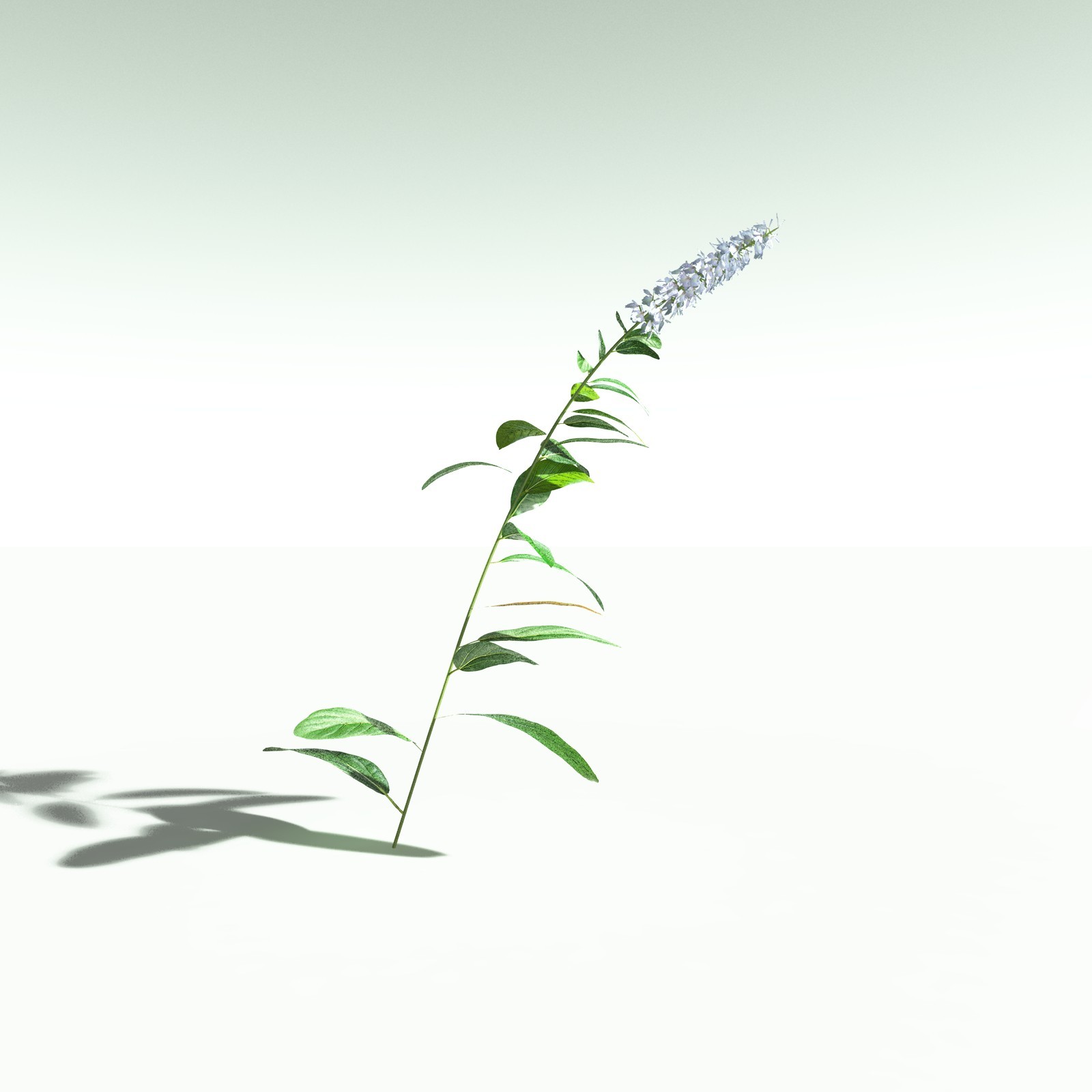 EVERYPlant Native Ginger for Poser