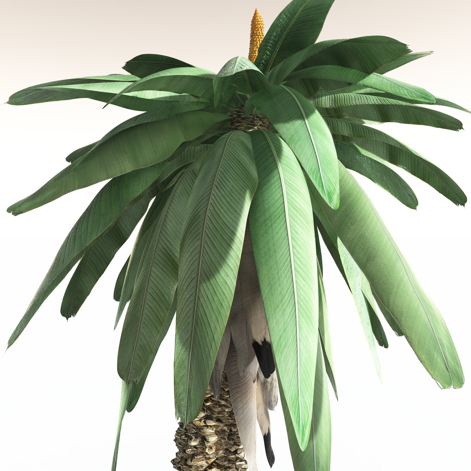 EVERYPlant Bjuvia Simplex for Daz