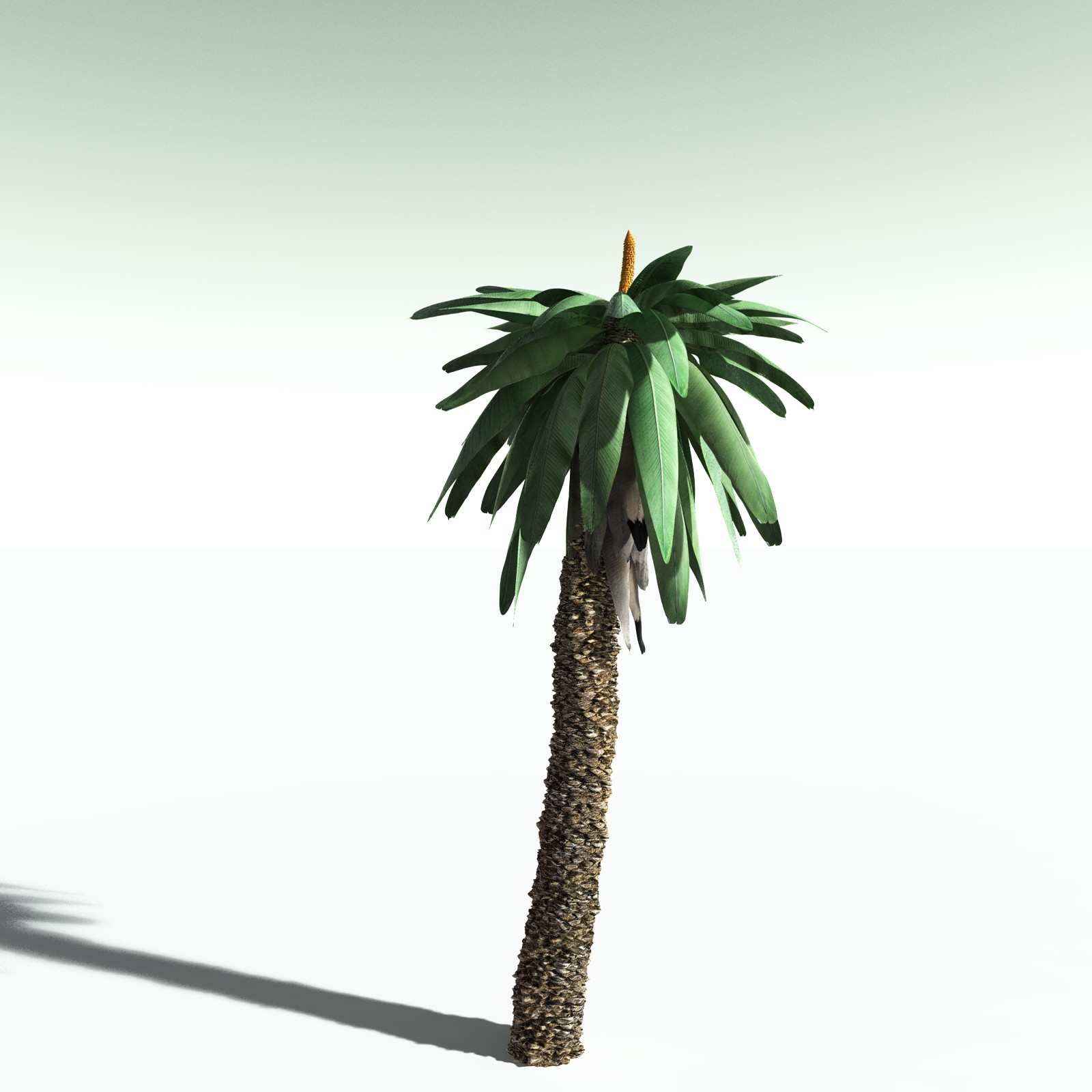 EVERYPlant Bjuvia Simplex for Poser