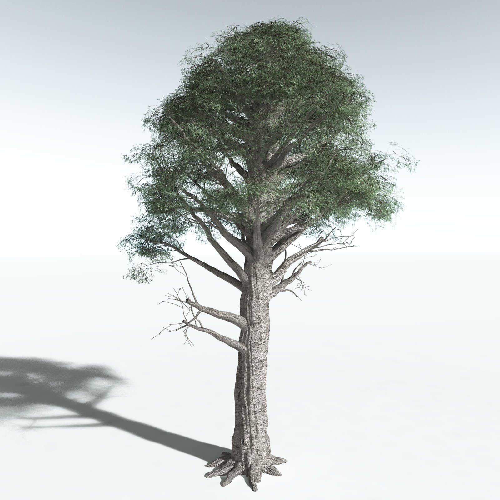 EVERYPlant Kauri for Vue