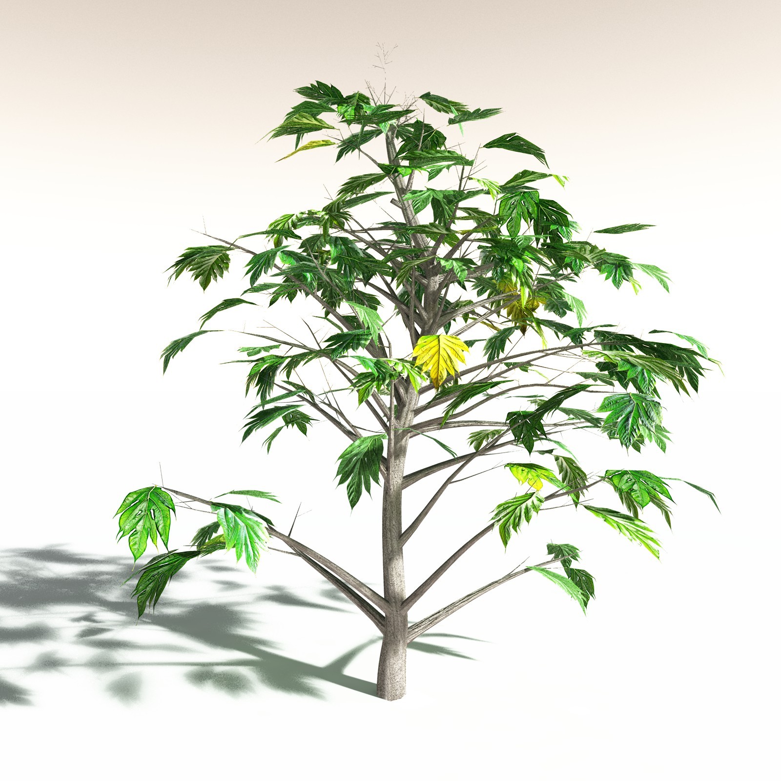 EVERYPlant Breadnut for Daz