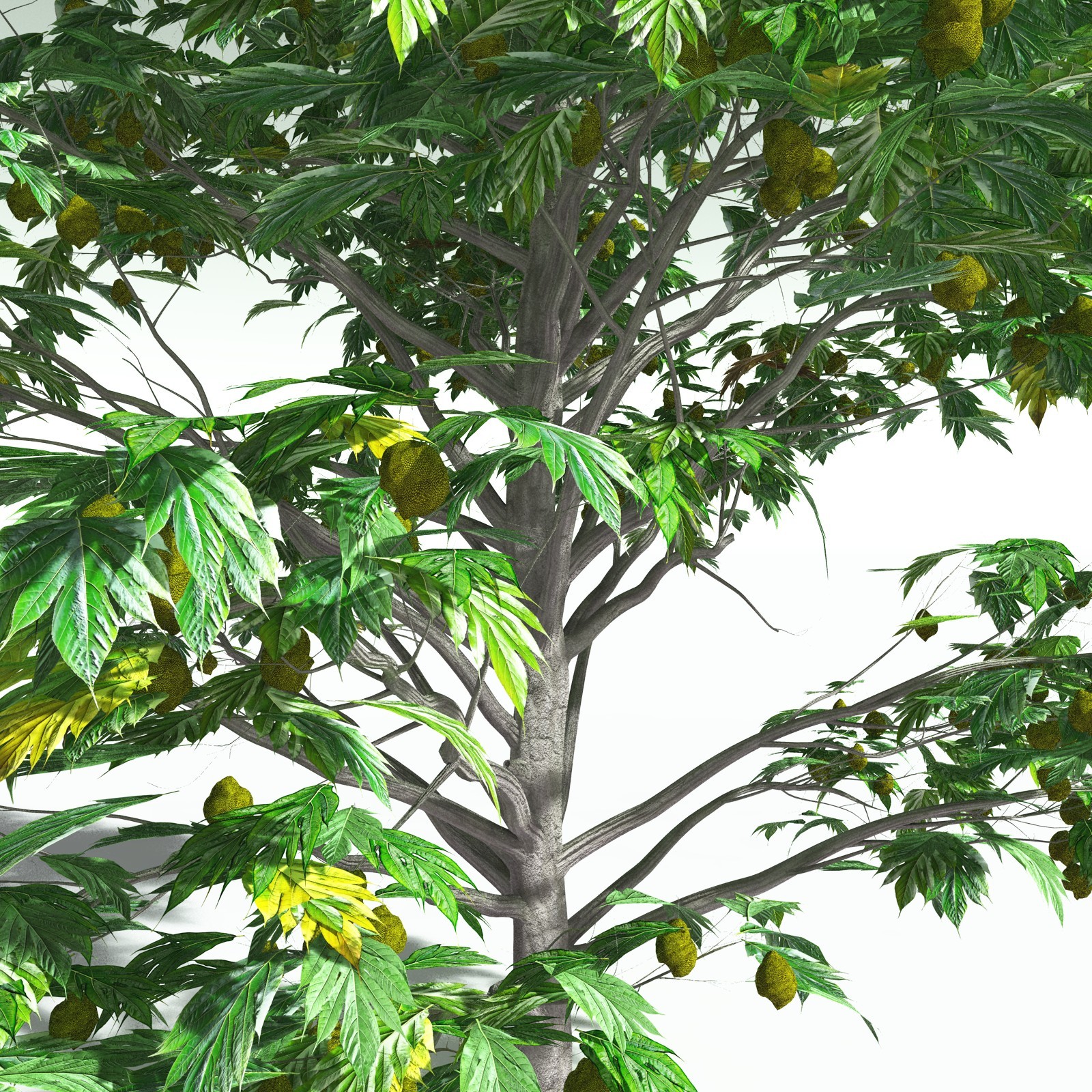 EVERYPlant Breadnut for Poser