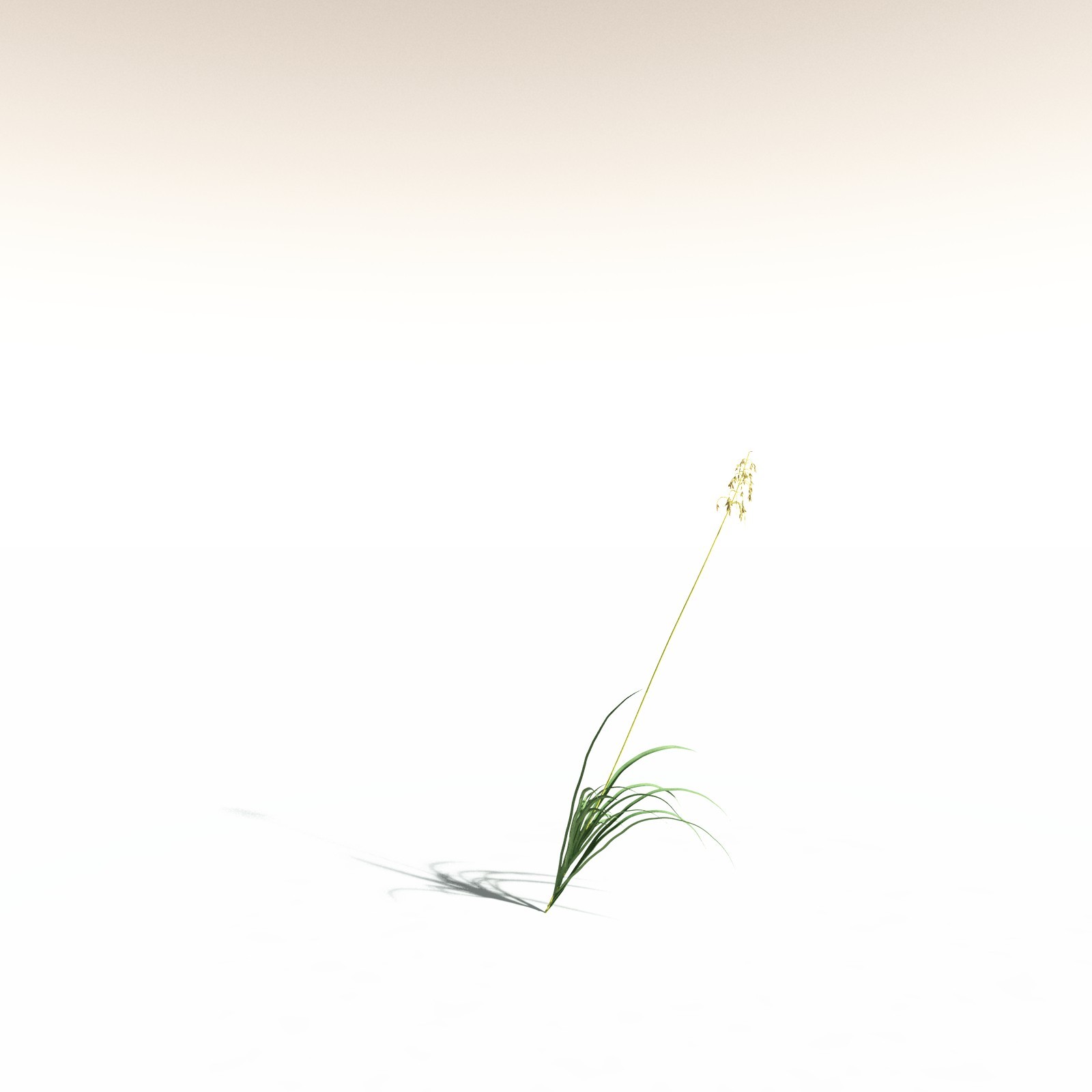 EVERYPlant Sea Oats for Daz