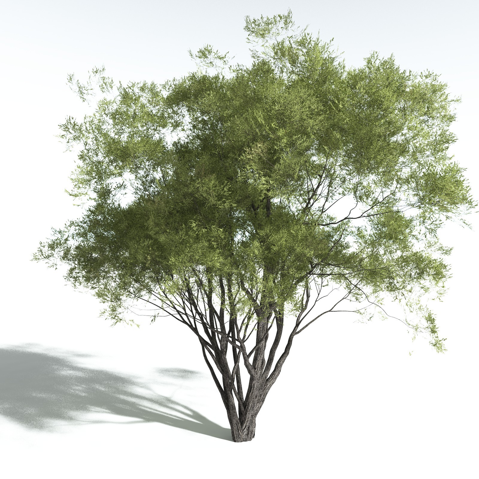EVERYPlant Redwood Forest Biome for Vue