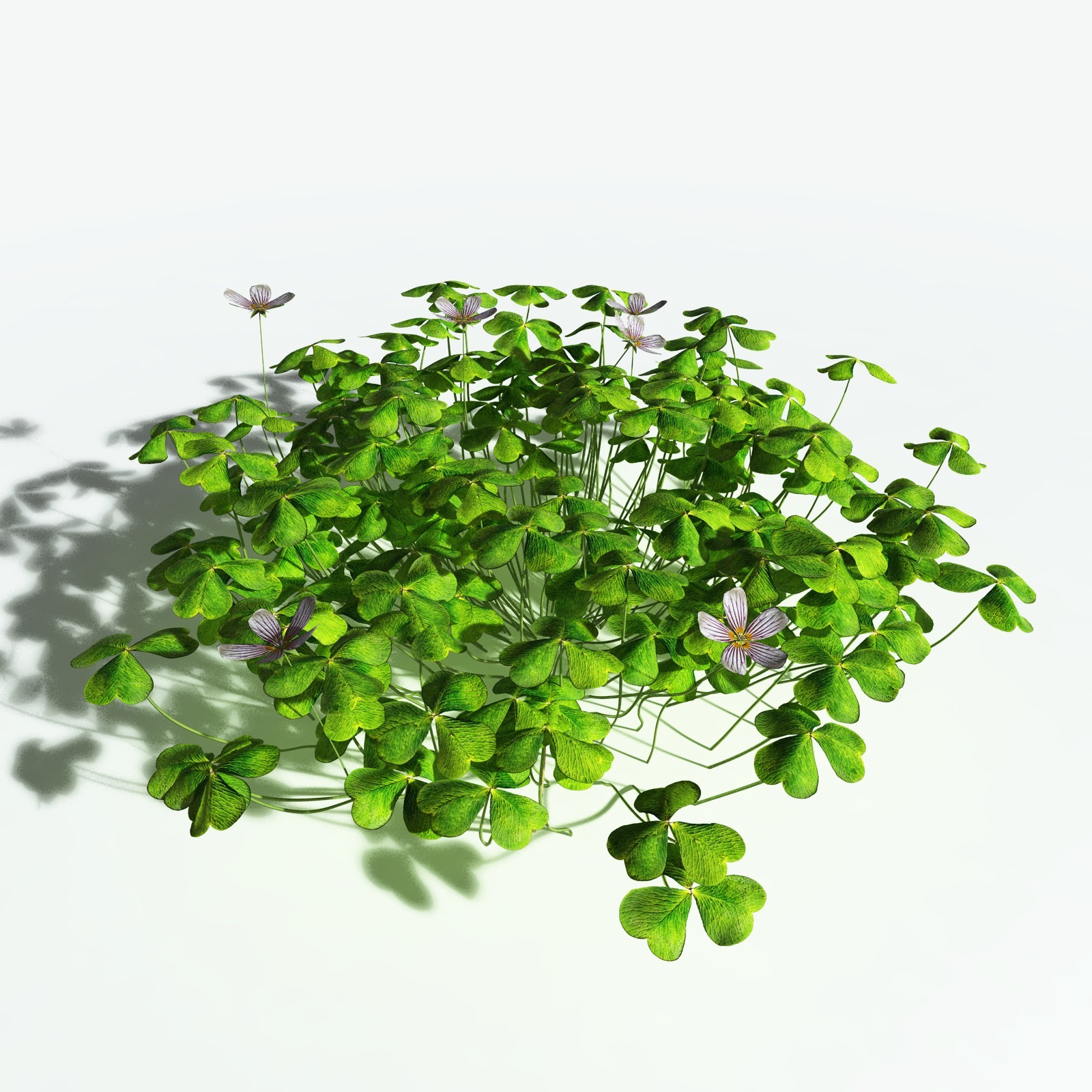 EVERYPlant Redwood Forest Biome for Vue