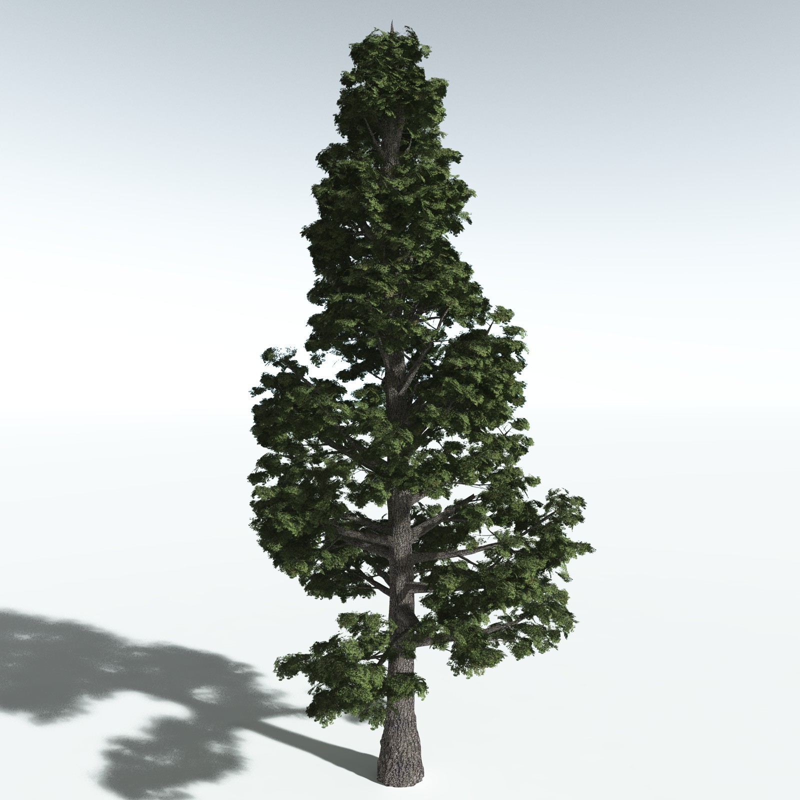 EVERYPlant Redwood Forest Biome for Vue