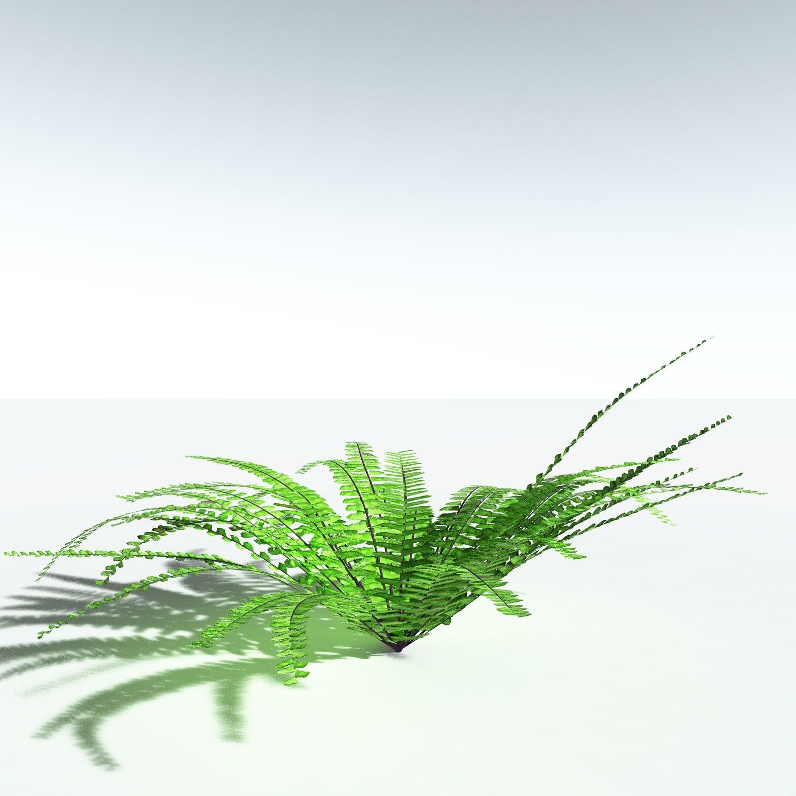 EVERYPlant Redwood Forest Biome for Vue
