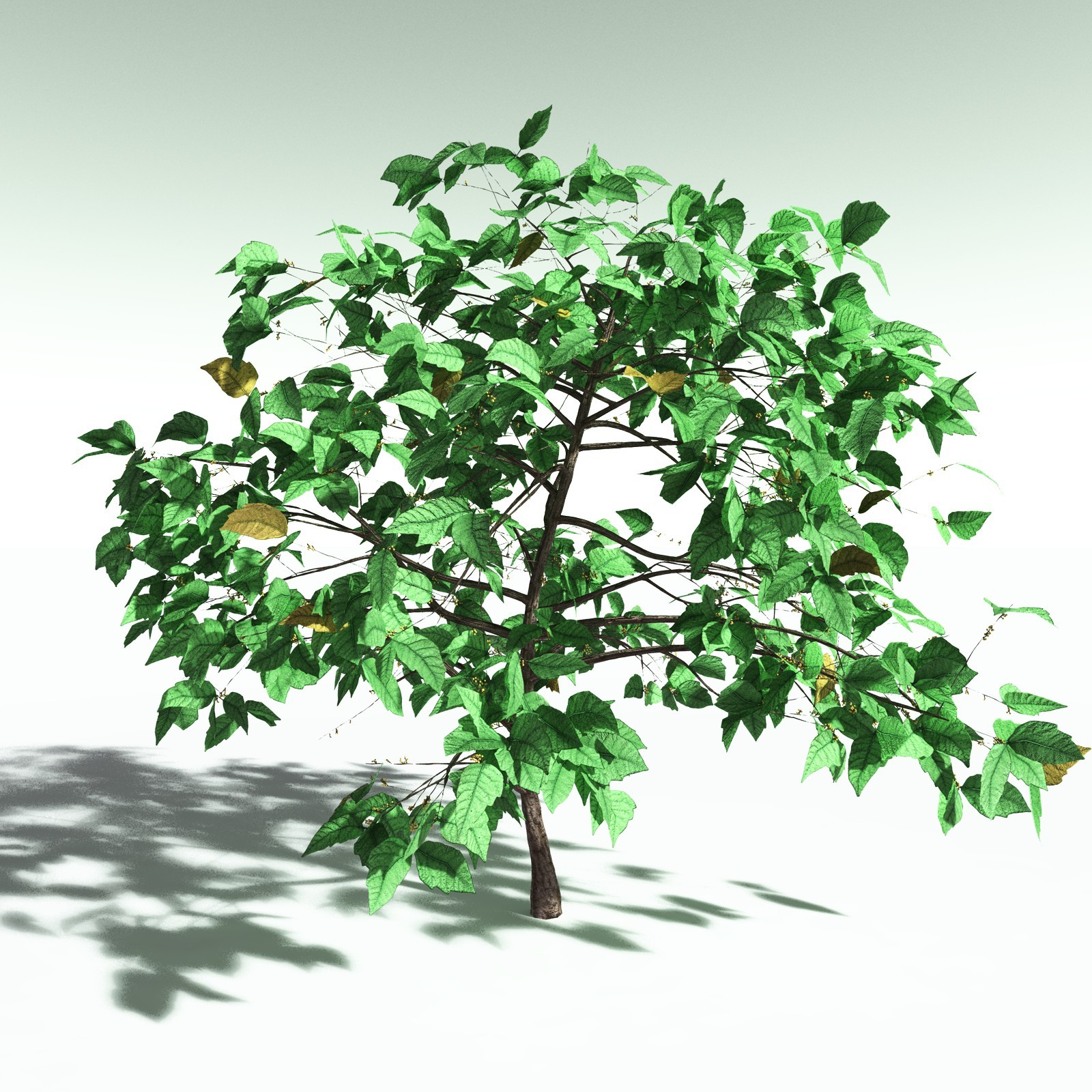 EVERYPlant Redwood Forest Biome for Poser