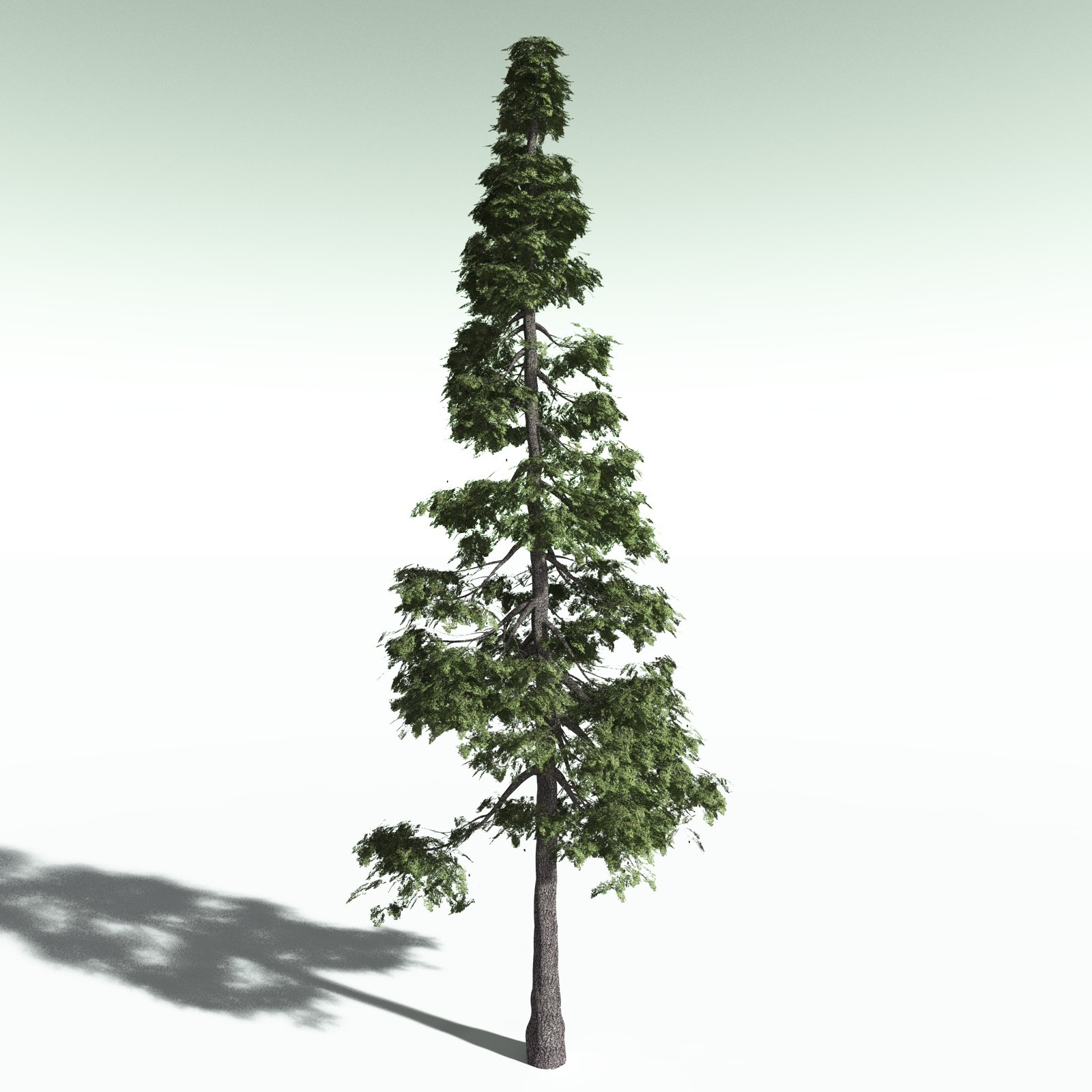 EVERYPlant Redwood Forest Biome for Poser