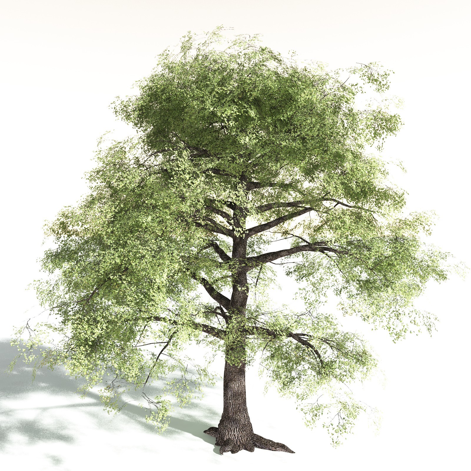 EVERYPlant Redwood Forest Biome for Daz