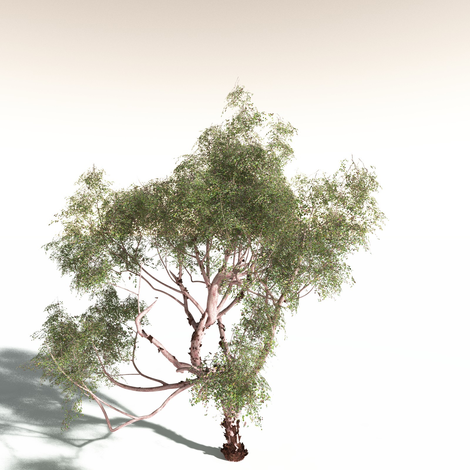 EVERYPlant Redwood Forest Biome for Daz