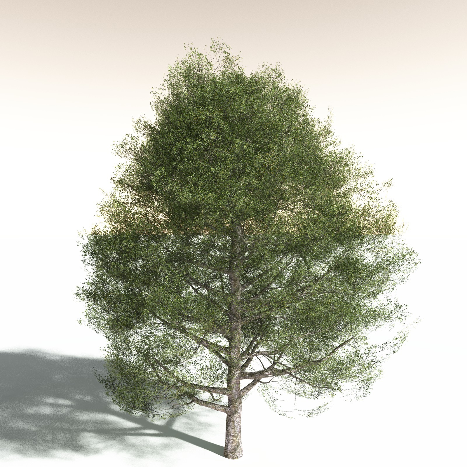 EVERYPlant Redwood Forest Biome for Daz
