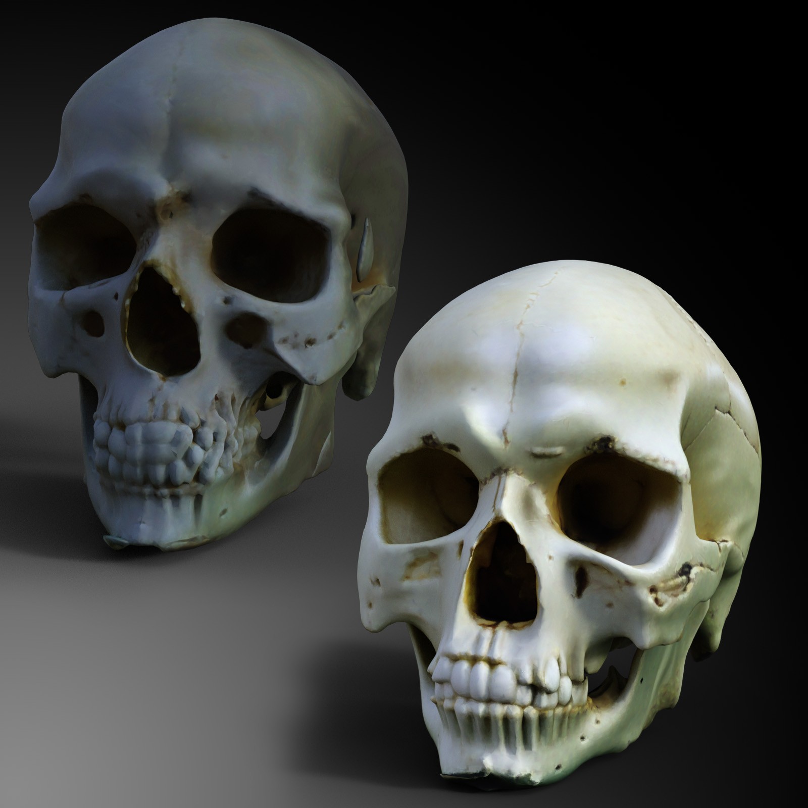 Human Skulls by N/A