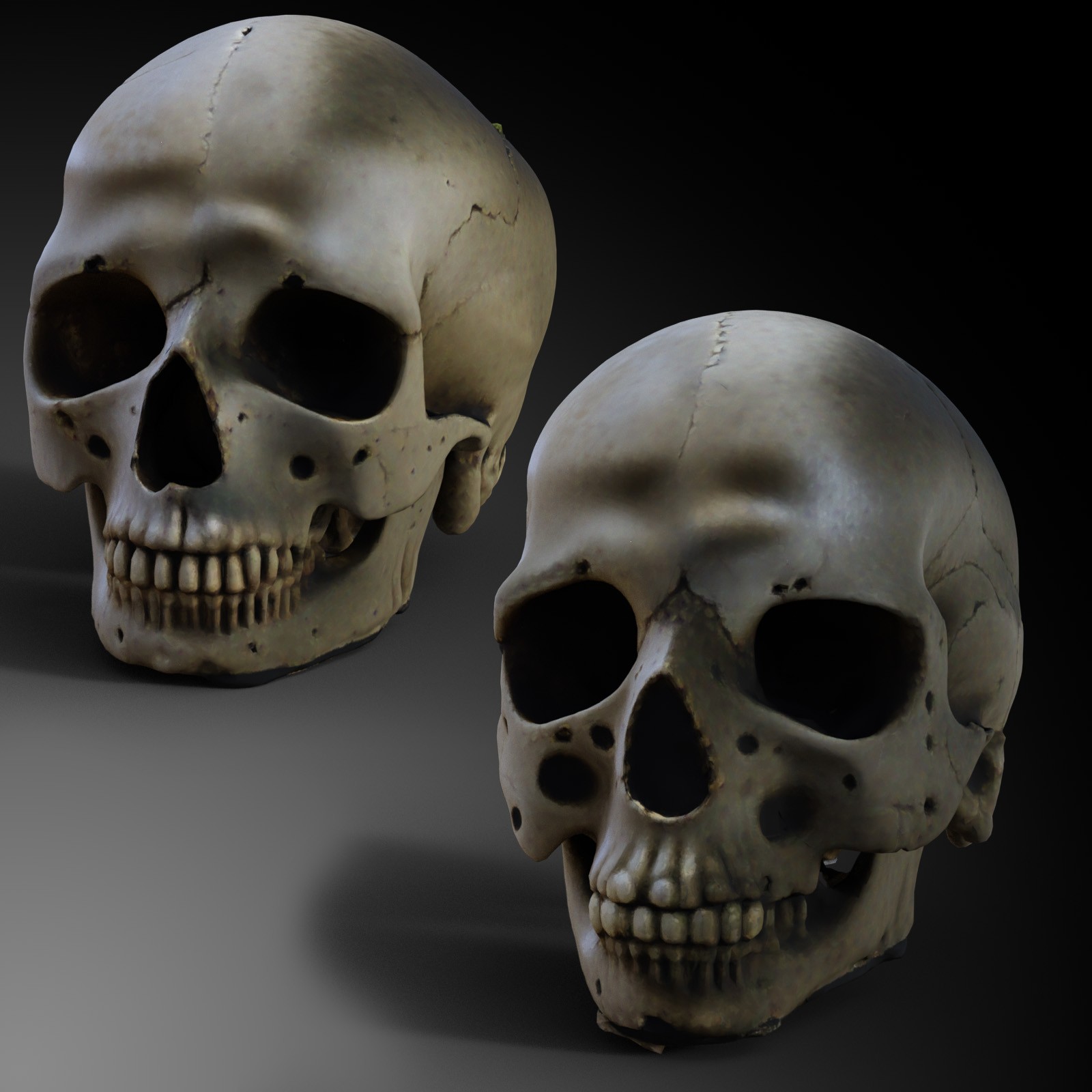 Human Skulls