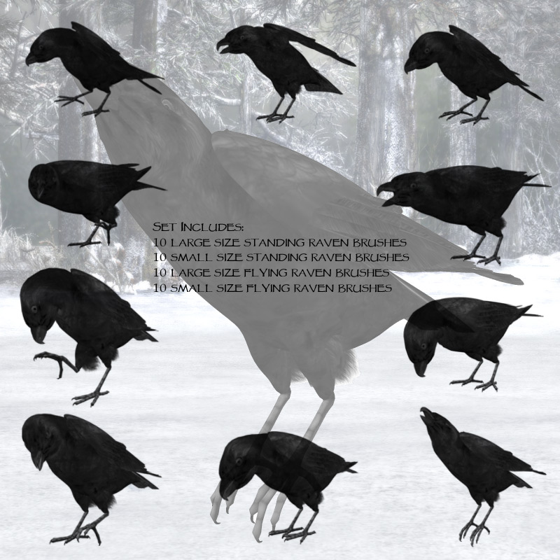 Ravens